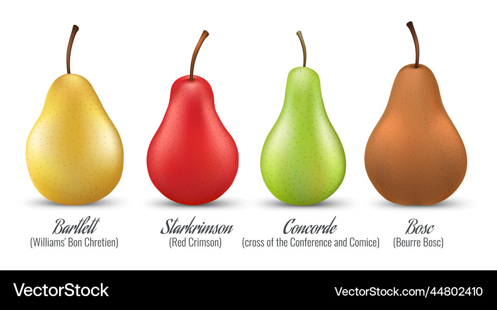 Pears varieties set Royalty Free Vector Image - VectorStock