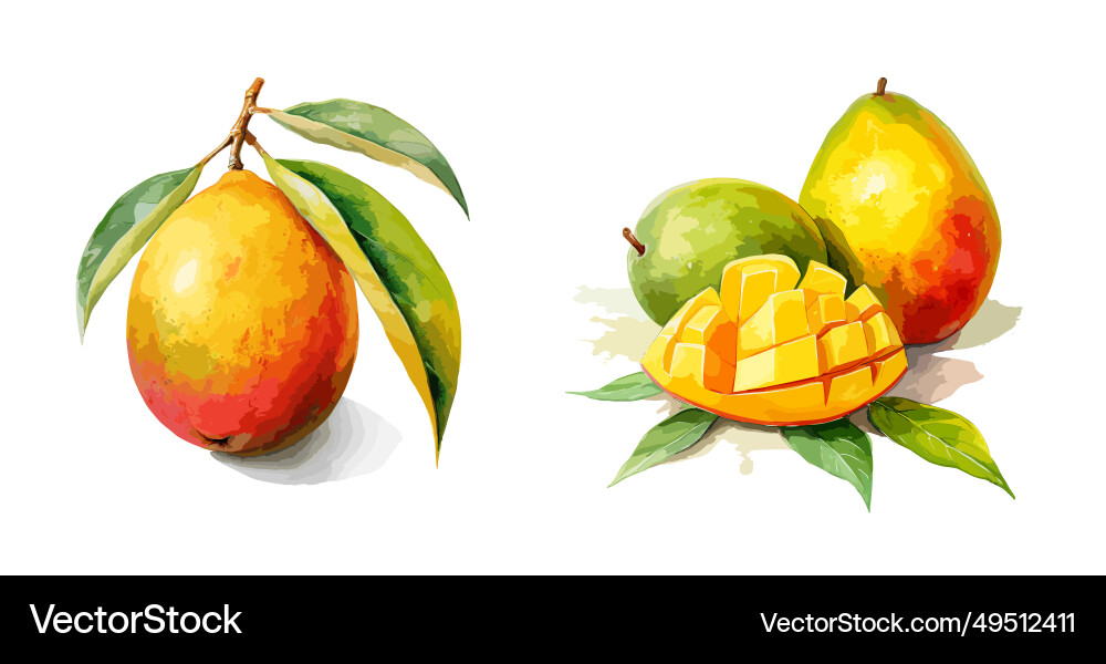 Mango watercolor painting style set Royalty Free Vector