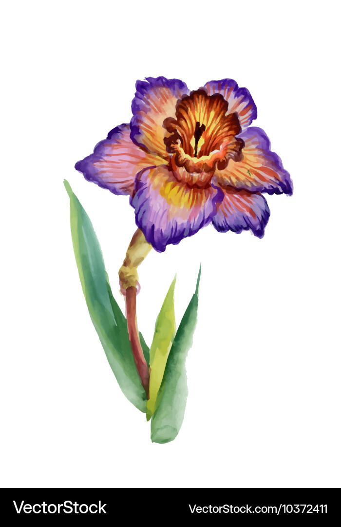 Summer narcissus flower Royalty Free Vector Image