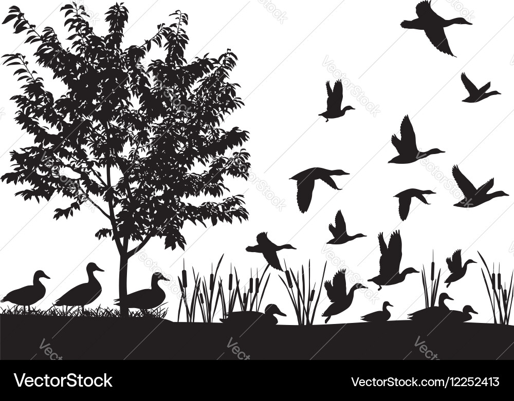 Flock of ducks Royalty Free Vector Image - VectorStock
