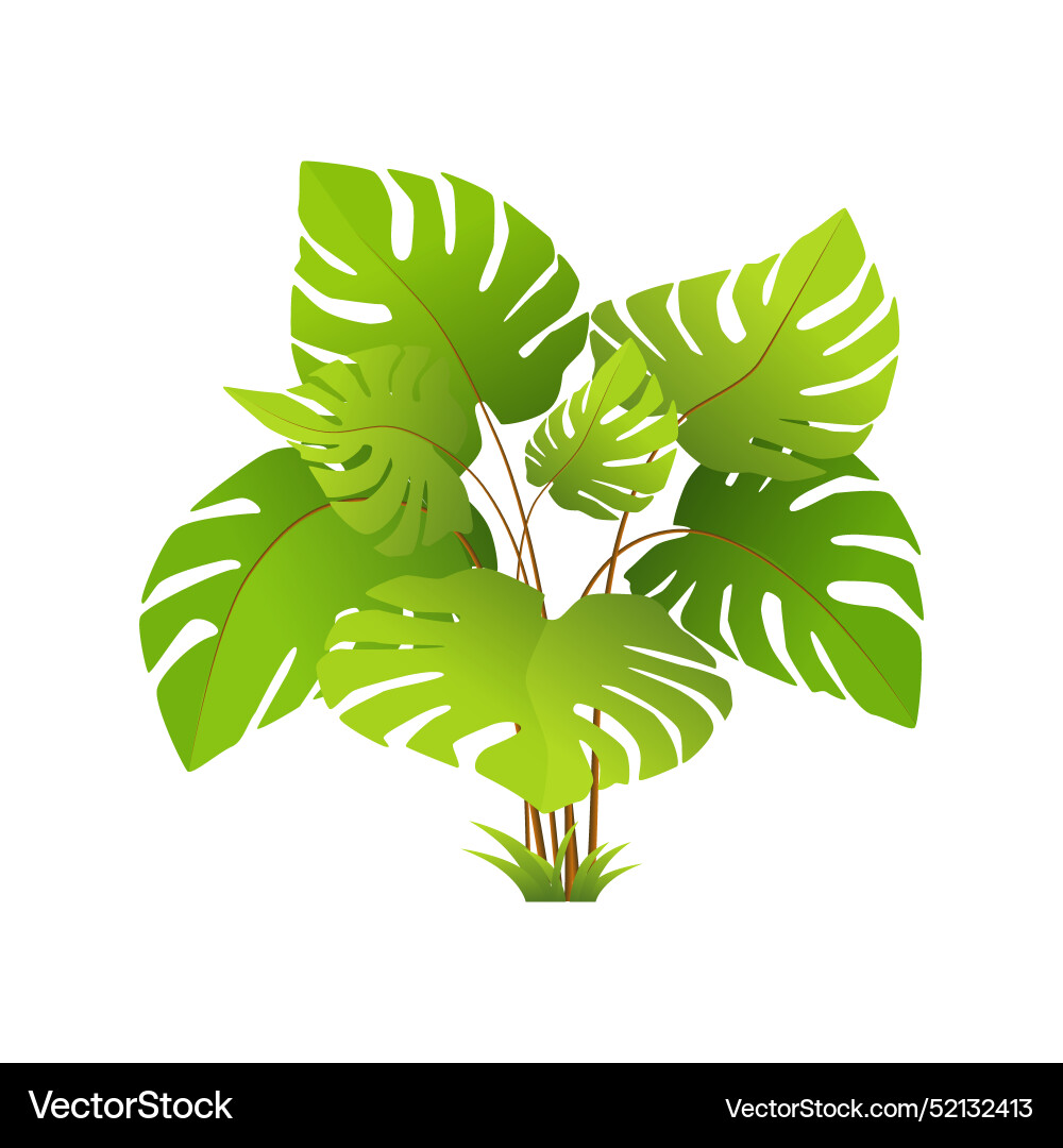 Monstera tropical plant with giant big leaf Vector Image