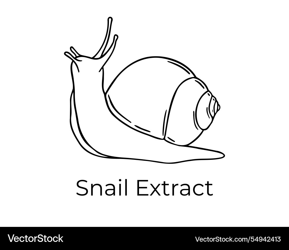 Snail shell doodle hand drawn icon outline Vector Image