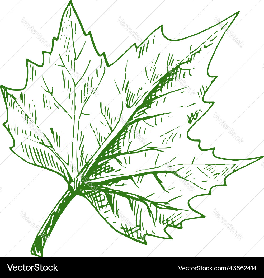 American maple leaf isolated plant element sketch Vector Image