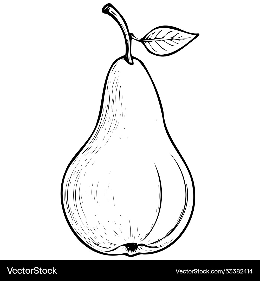 Pear drawing realistic outline fruit transparent Vector Image