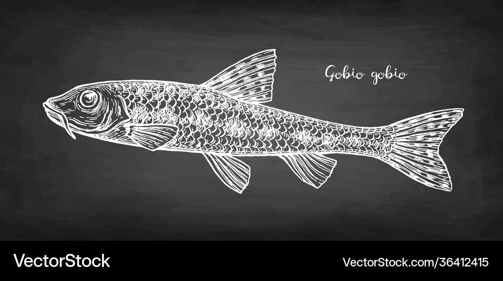 Gobio fish chalk sketch Royalty Free Vector Image