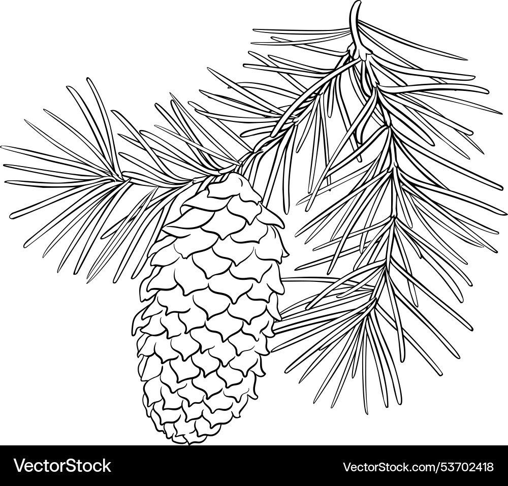 Fir tree branch with cones outline Royalty Free Vector Image