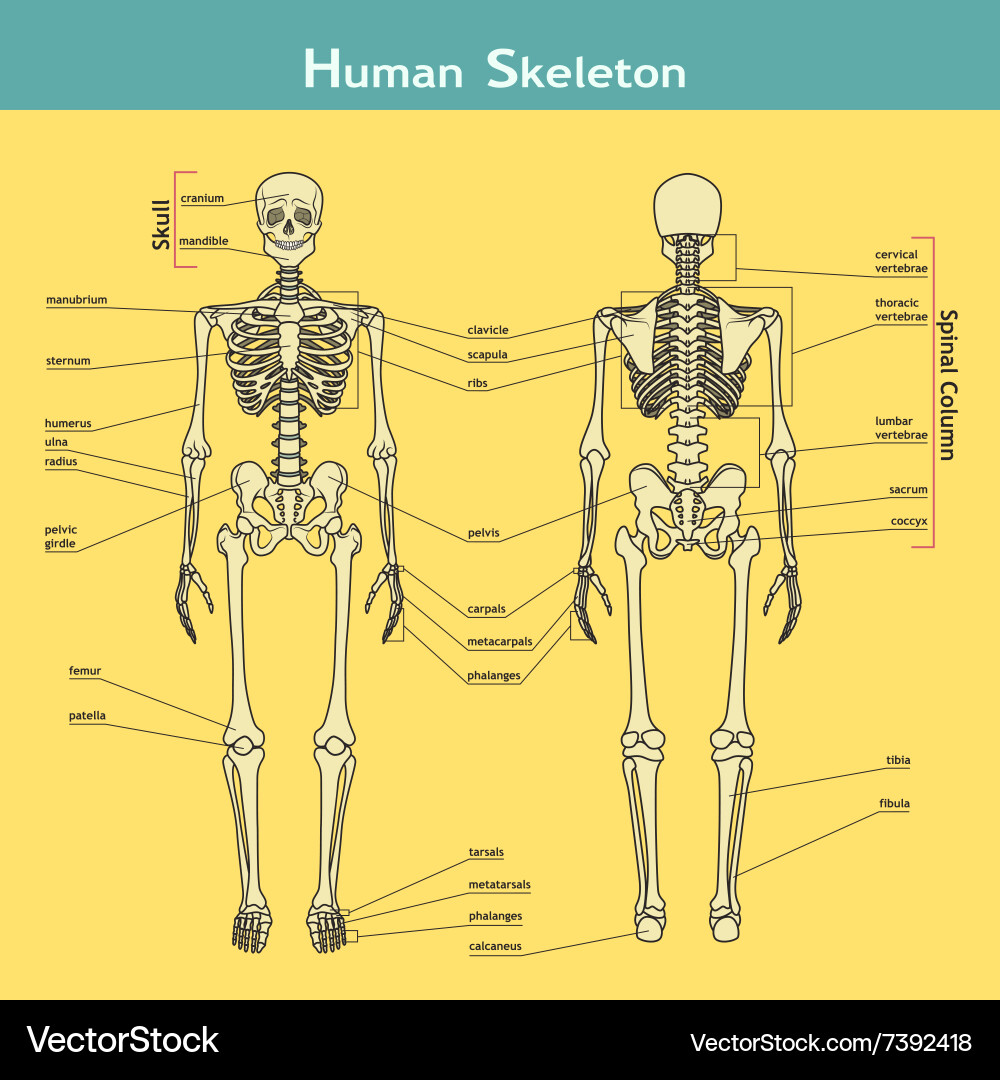 Skeleton Diagram