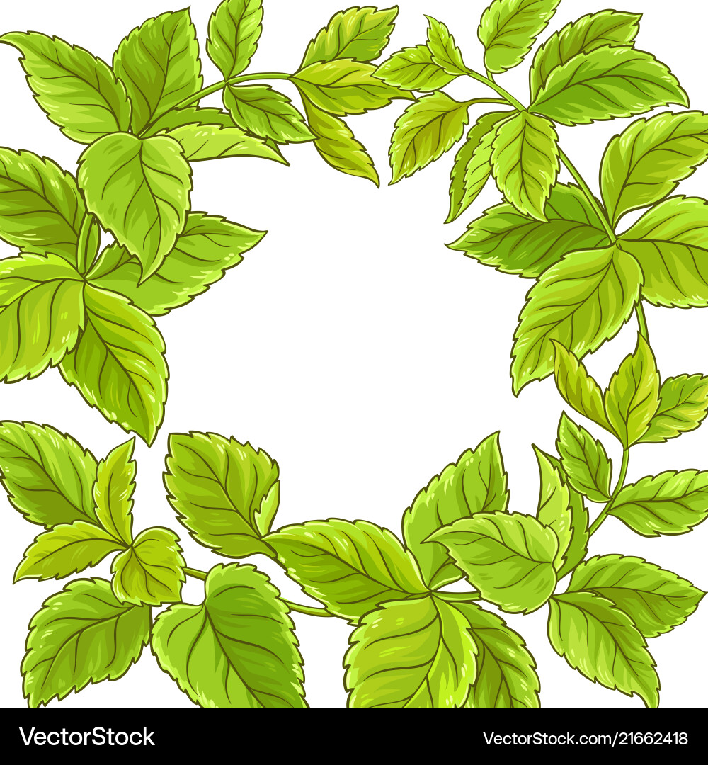 Melissa frame Royalty Free Vector Image - VectorStock