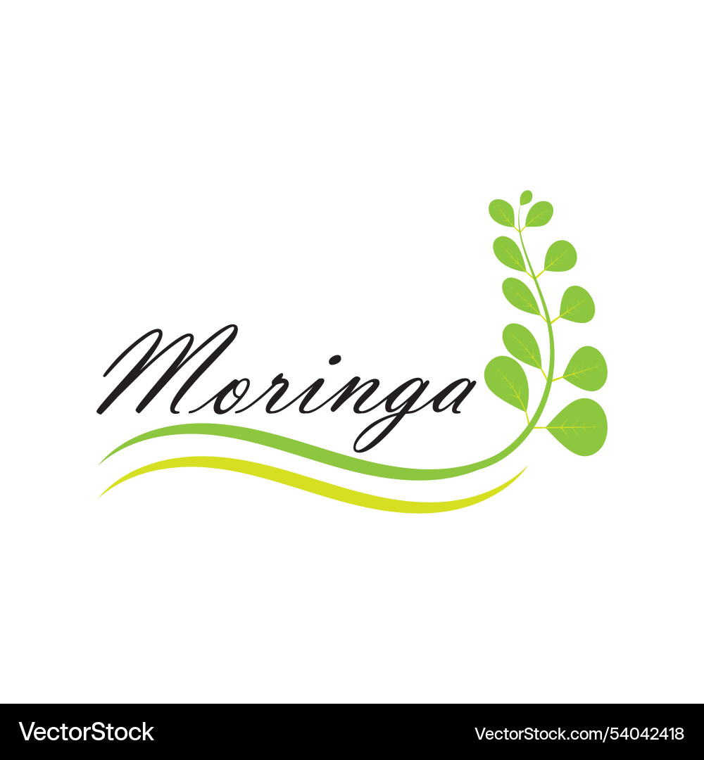 Moringa leaf logo design Royalty Free Vector Image
