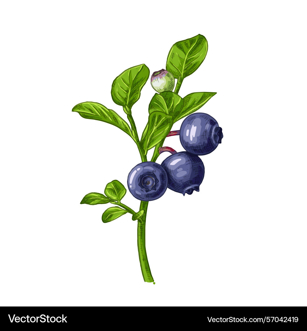 Hand drawn blueberries on a branch with leaves Vector Image