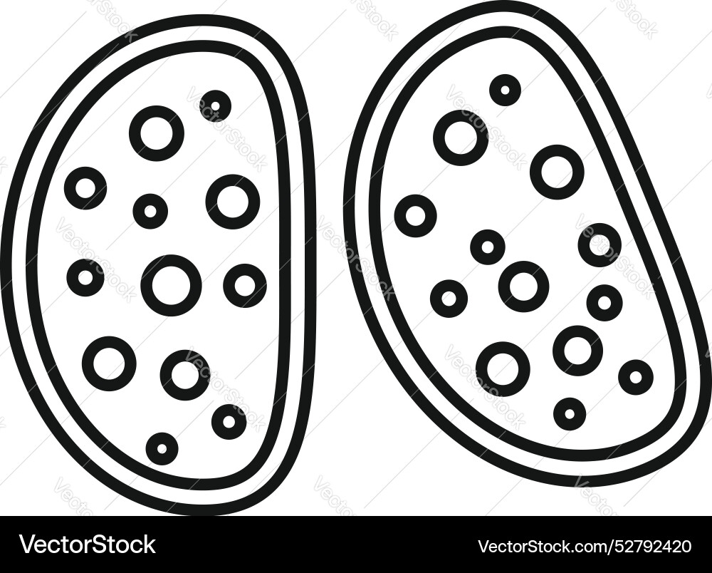 Human lungs with alveoli showing respiratory Vector Image