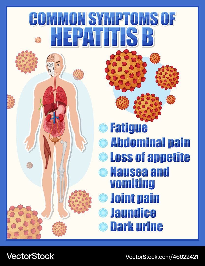 Informative poster of common symptoms hepatitis b Vector Image