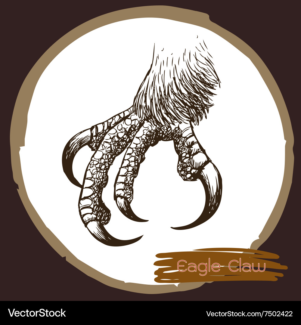 Eagle Claw Sketch Royalty Free Vector Image - VectorStock