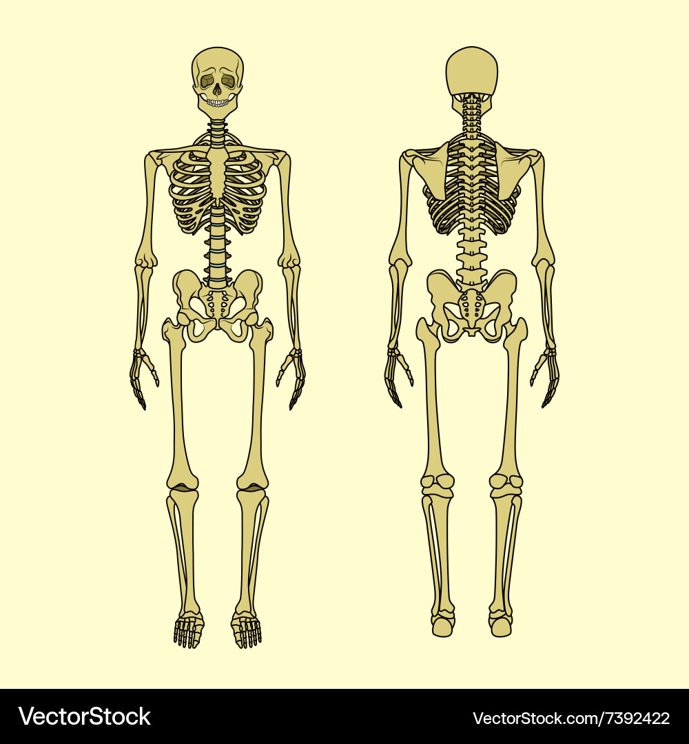 Human skeleton front and rear view Royalty Free Vector Image