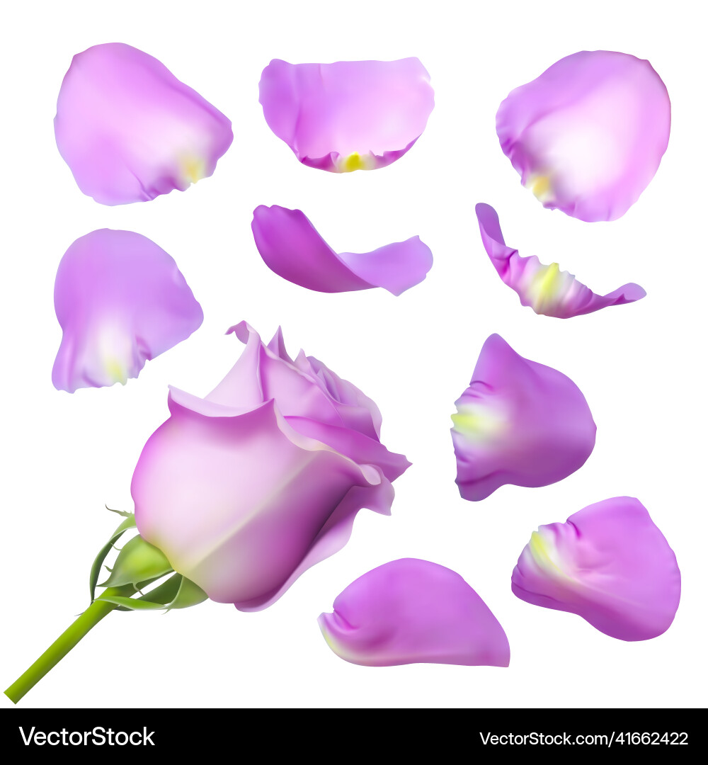 Realistic rose petals Royalty Free Vector Image