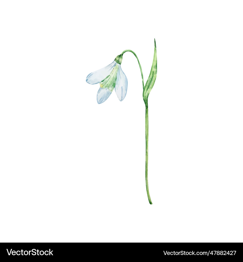 Watercolor snowdrops january month birth flower Vector Image