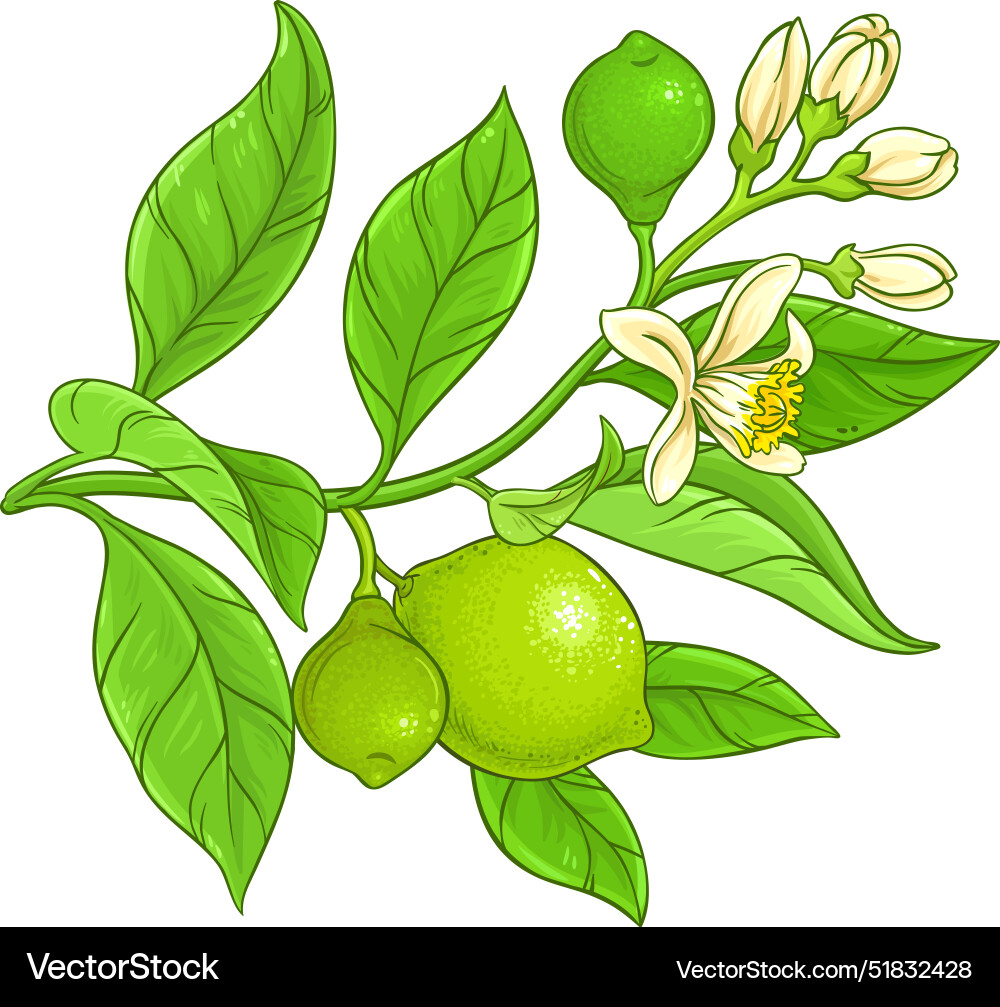 Lime branch colored detailed Royalty Free Vector Image