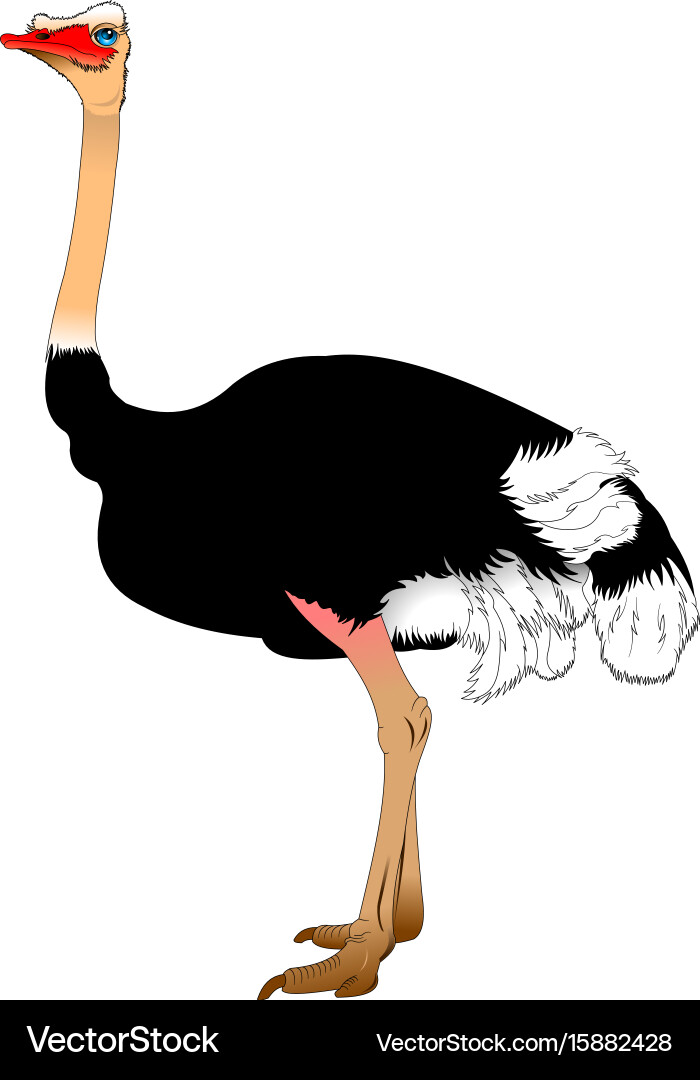 Ostrich Royalty Free Vector Image - VectorStock