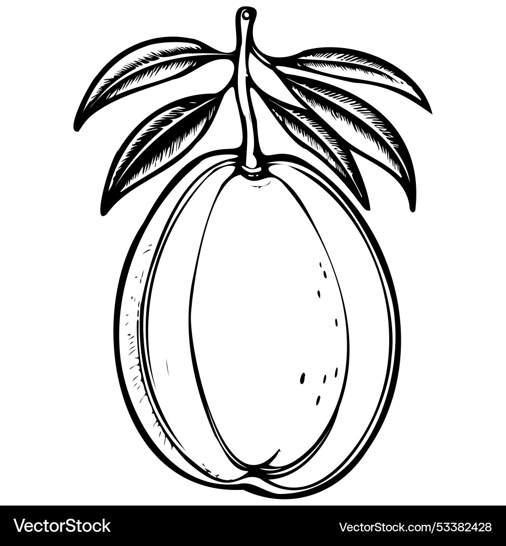 Pickering mango ink hand drawn fruit transparent Vector Image