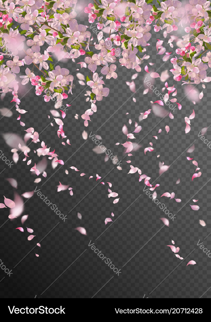 Cherry Blossom Transparent Vector Images (over 2,500)
