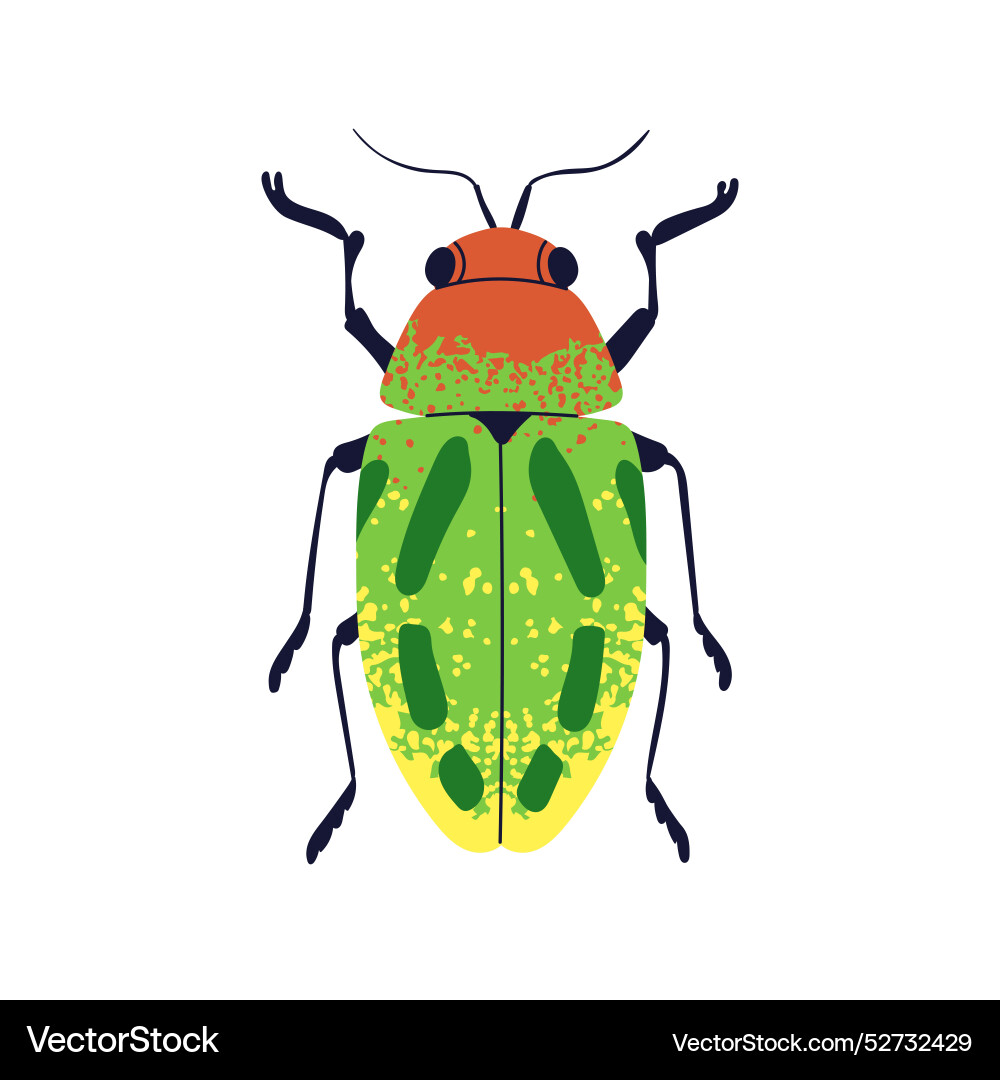Beetle colorful insect bright speckled pattern Vector Image