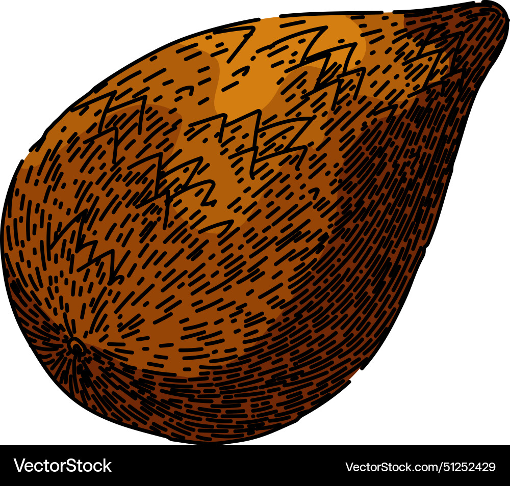 Fruit salak fuit sketch hand drawn Royalty Free Vector Image