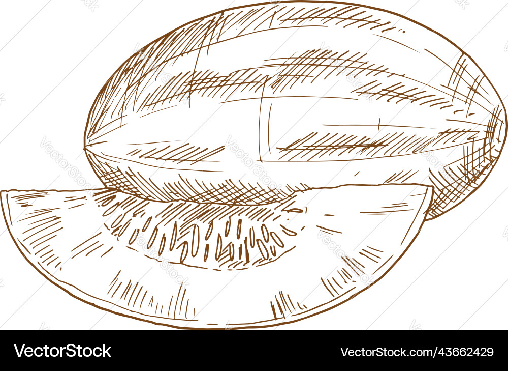 Muskmelon or melon whole and cut fruit isolated Vector Image