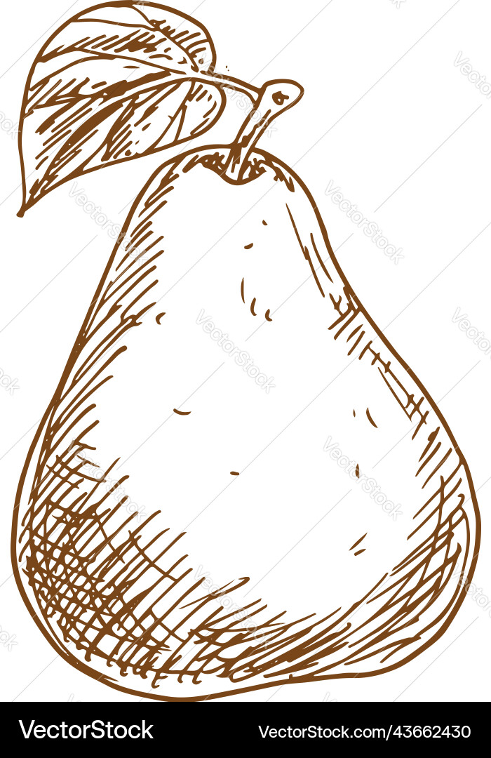 Pear fruit isolated sketch organic food Royalty Free Vector