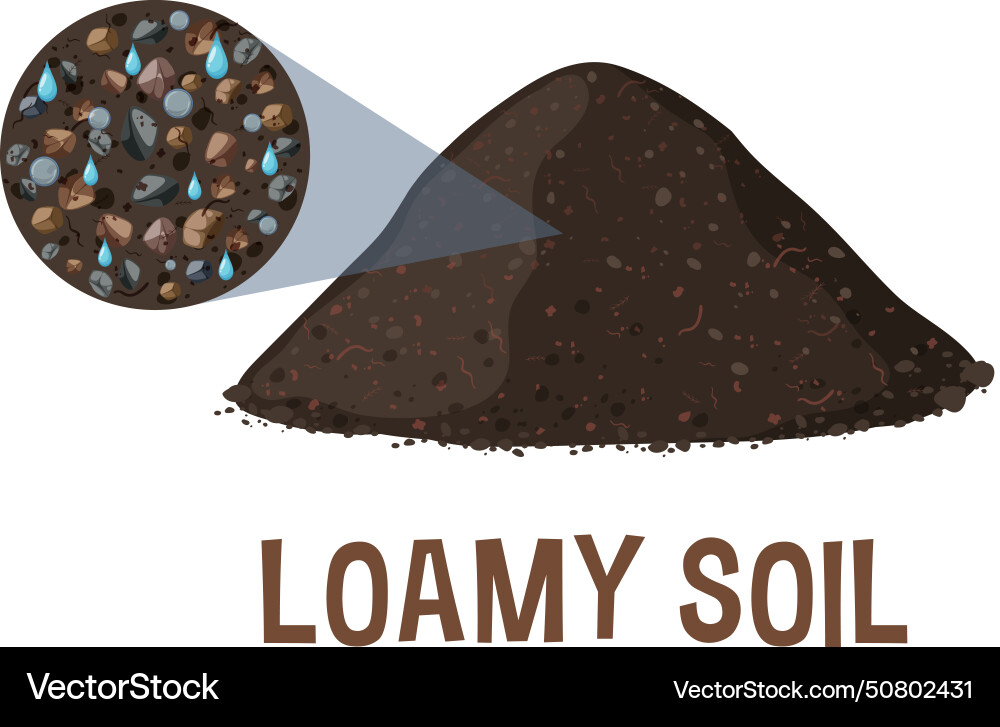 A cross-section of loamy soil Royalty Free Vector Image