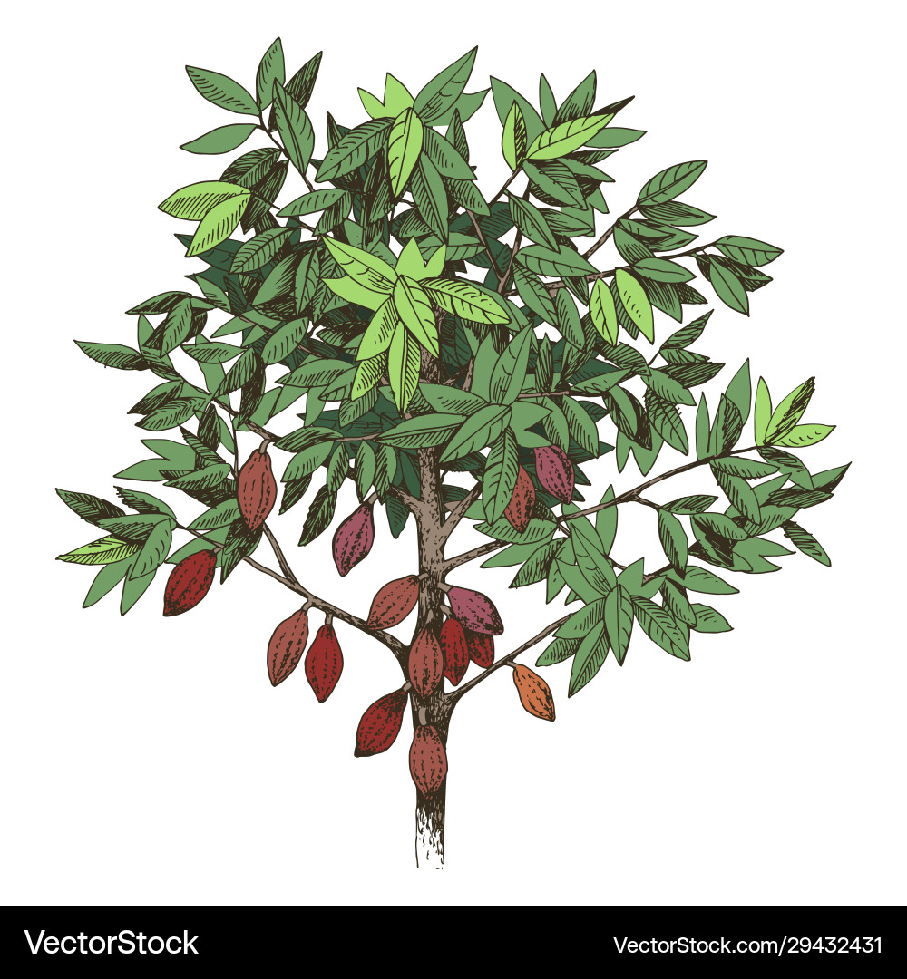 Cacao Plantation Vector Images (over 230)