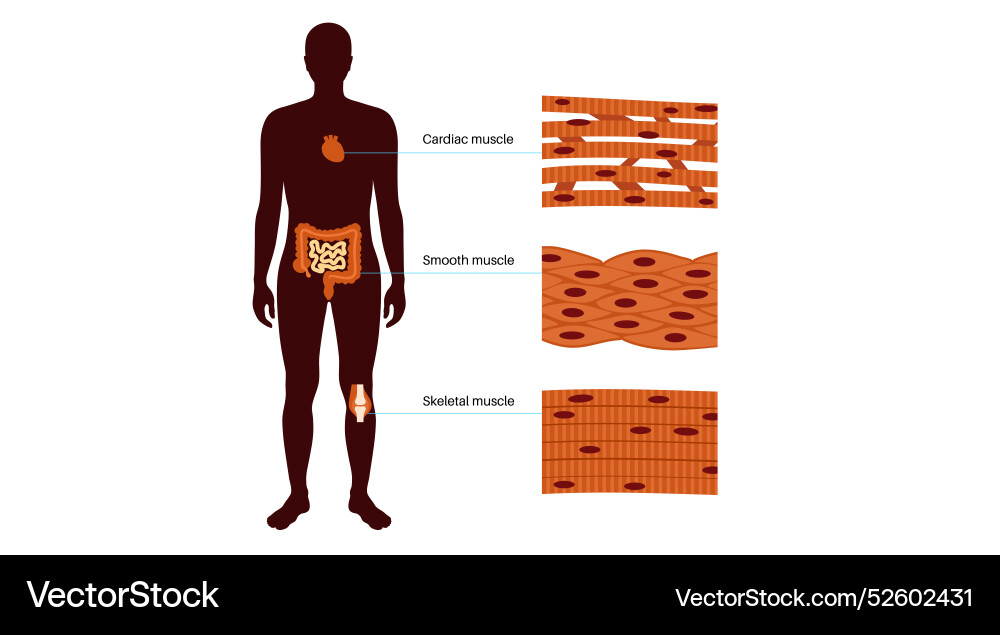 Cartilage Tissue Vector Images (over 700)