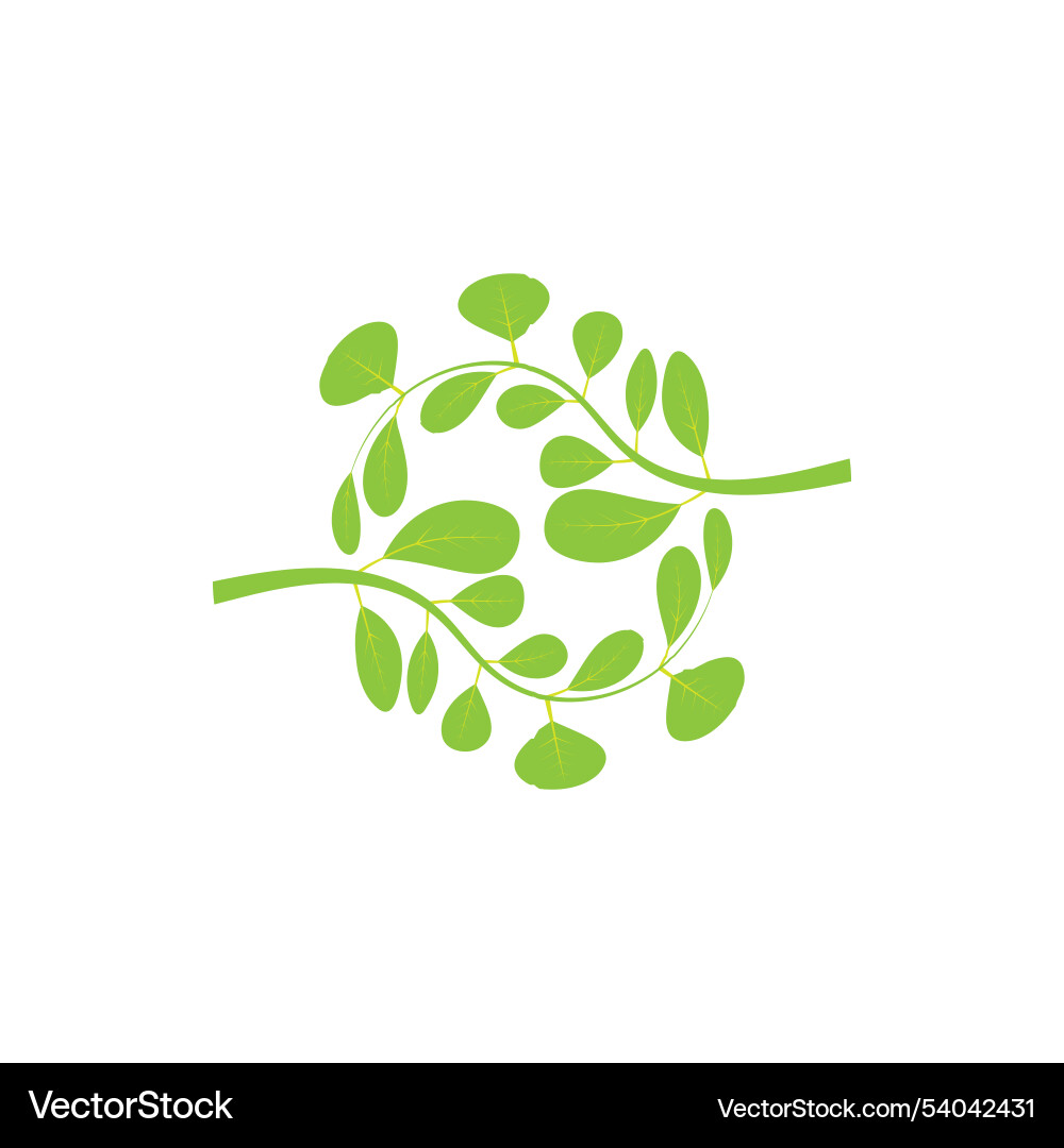 Moringa leaf logo design Royalty Free Vector Image