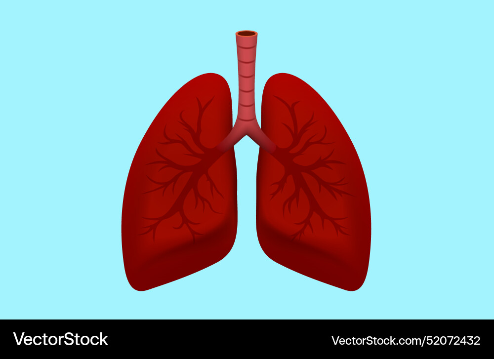 Human lungs respiratory organ diagnostic symbol Vector Image