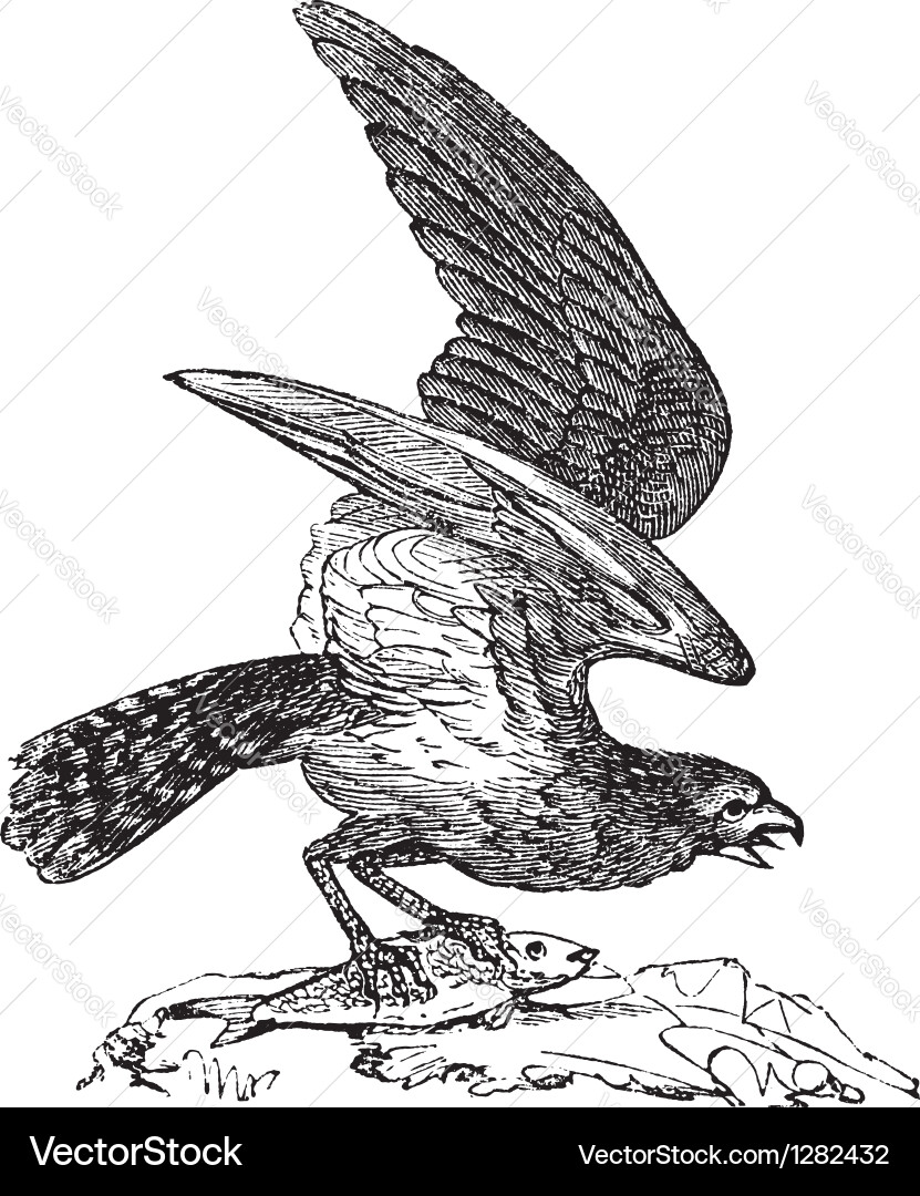 Vintage Osprey Engraving - Fish Hawk Royalty Free Vector