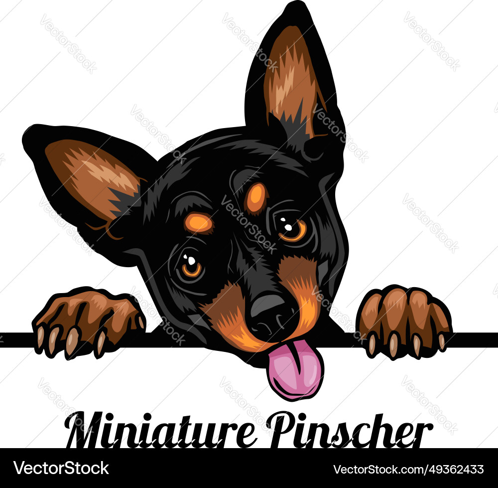 Cute Peeking Miniature Pinscher Royalty Free Vector Image