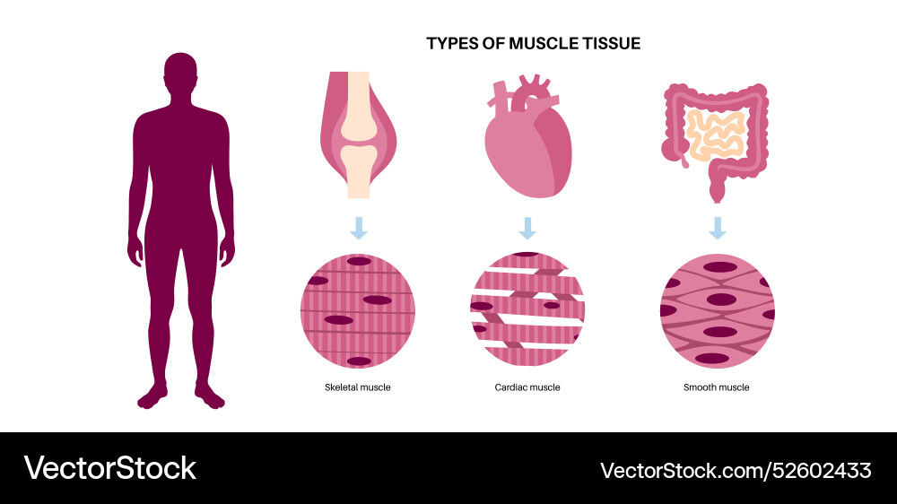 Human muscle tissues Royalty Free Vector Image