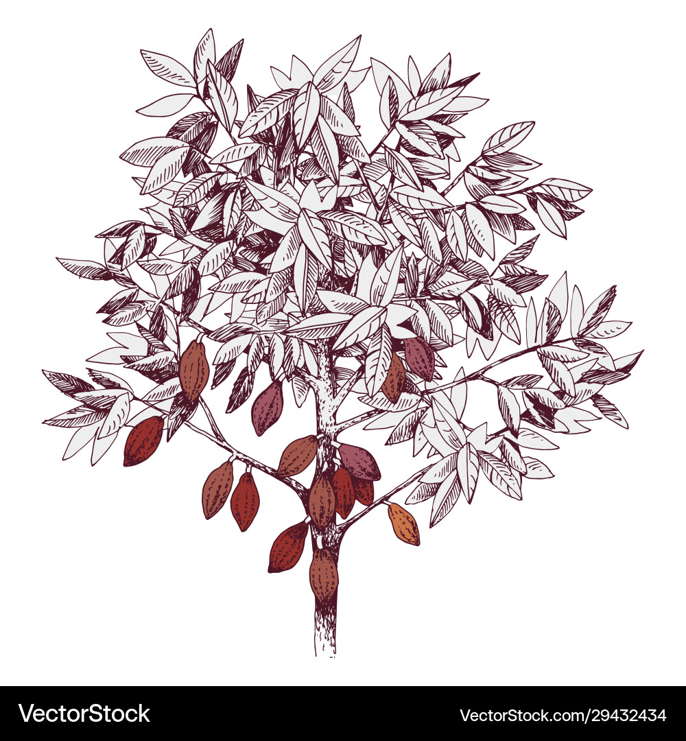 Hand drawn cocoa tree with ripe fruits Royalty Free Vector