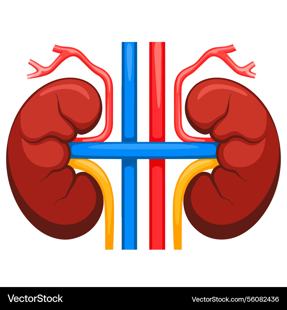 Left and right kidneys human internal organs Vector Image