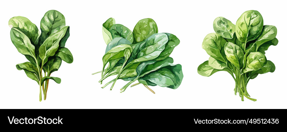 Spinach watercolor painting style set Royalty Free Vector