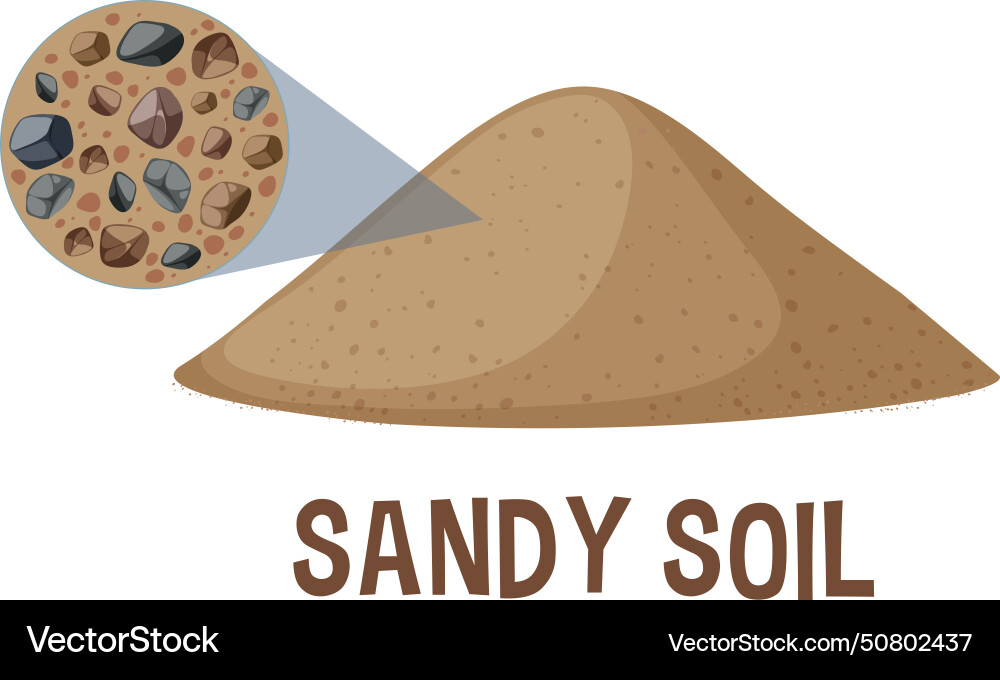 Detailed of sandy soil and its components Vector Image