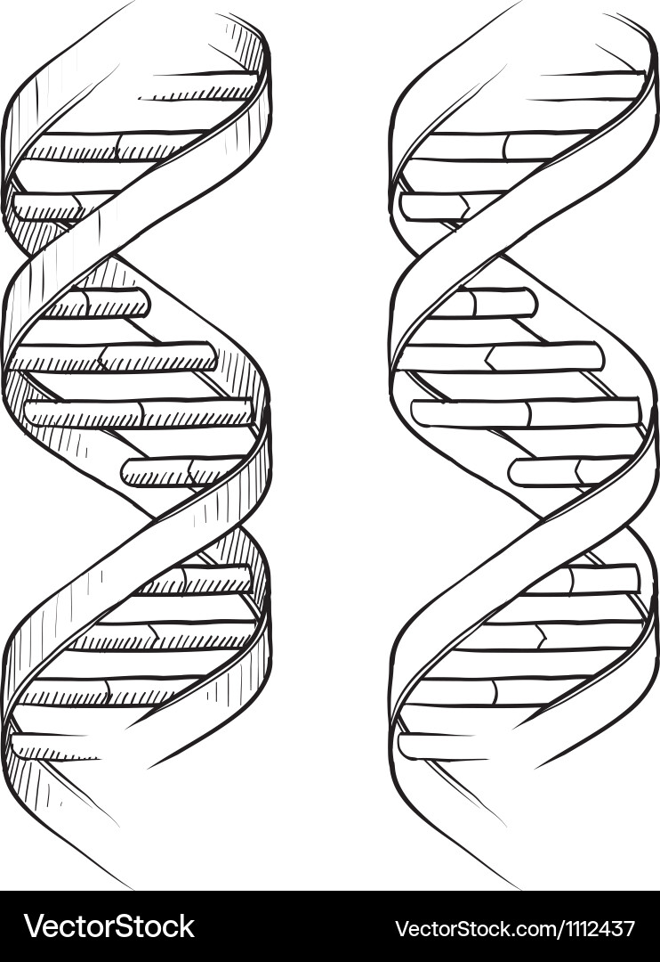 Doodle dna double helix Royalty Free Vector Image