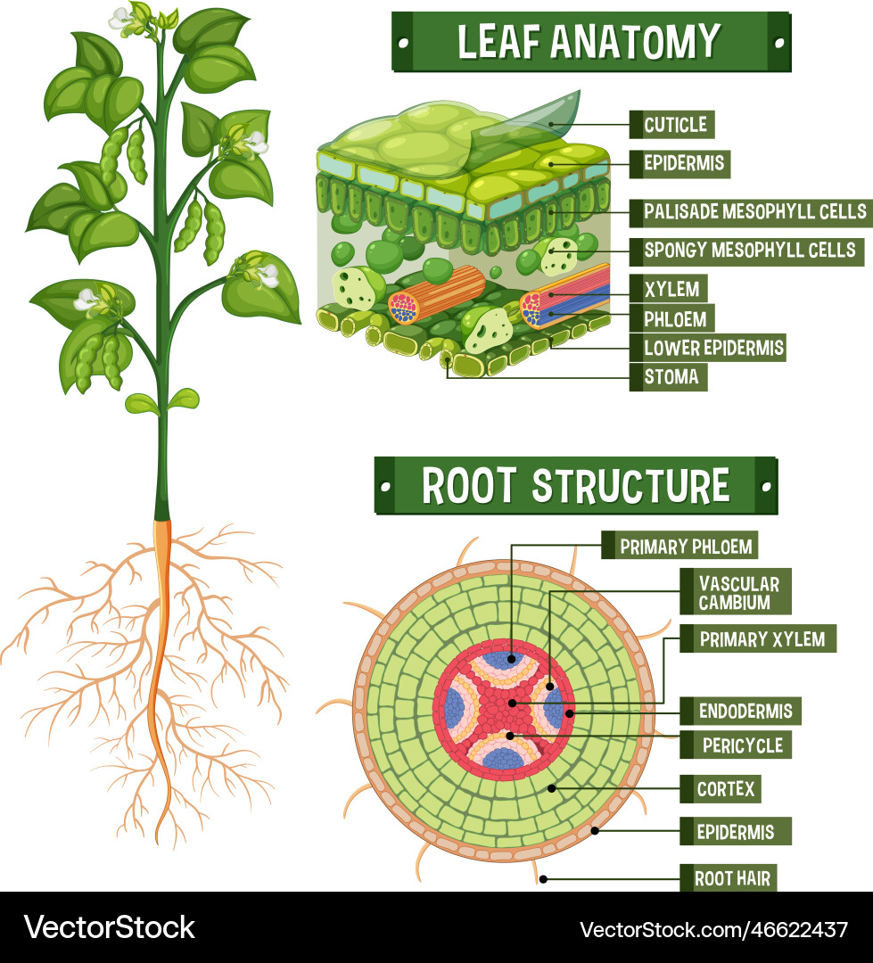 Internal structure of plant diagram Royalty Free Vector