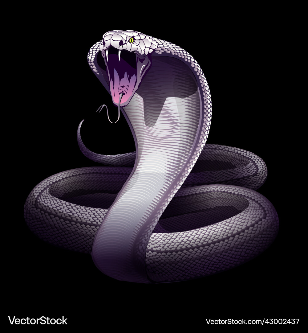 White snake cobra Royalty Free Vector Image - VectorStock
