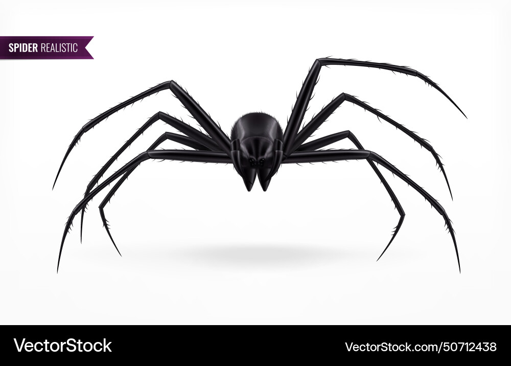 Black realistic spider Royalty Free Vector Image