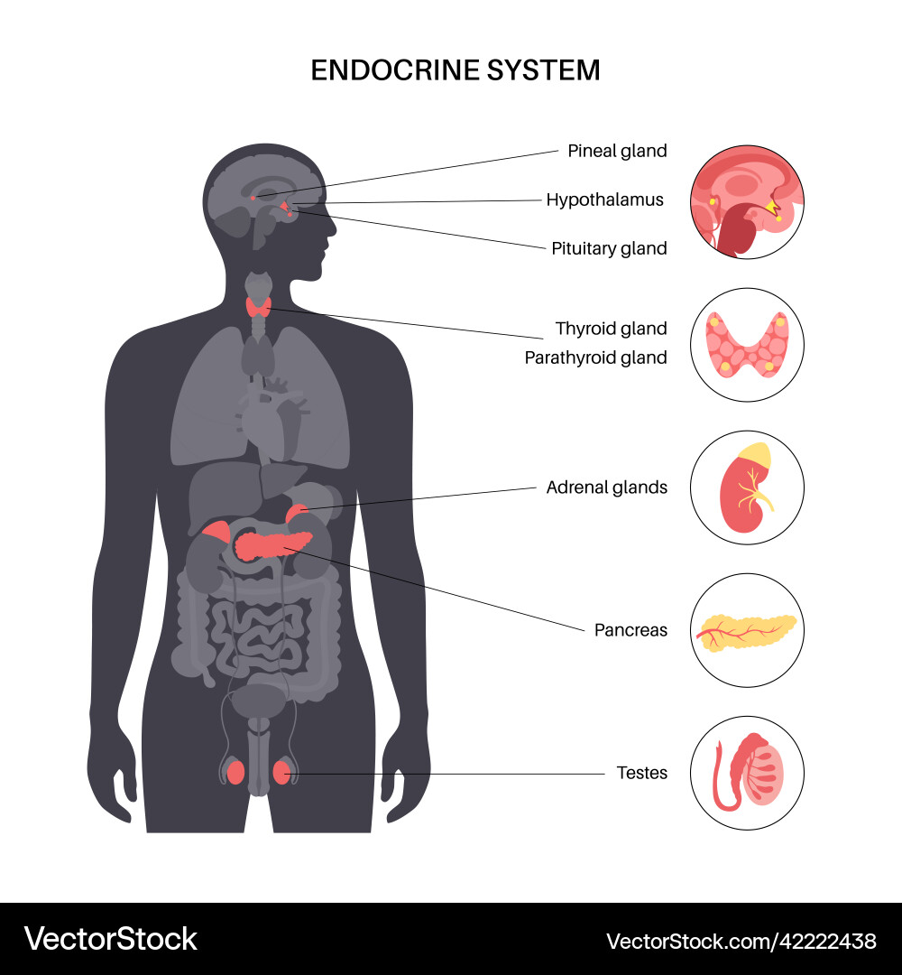 Human Endocrine System Diagram Royalty Free Vector Image