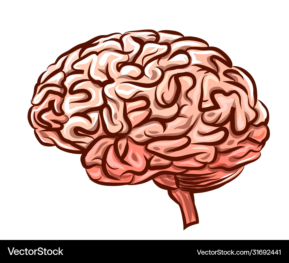 Human brain Royalty Free Vector Image - VectorStock