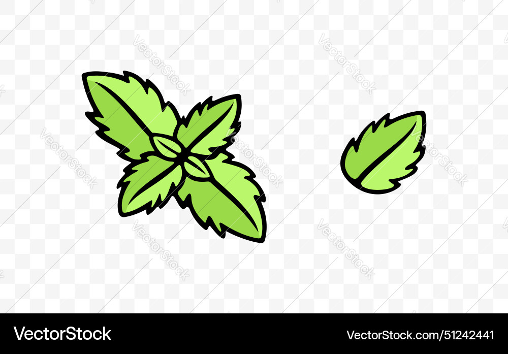 Mint and spearmint herb leaves Royalty Free Vector Image