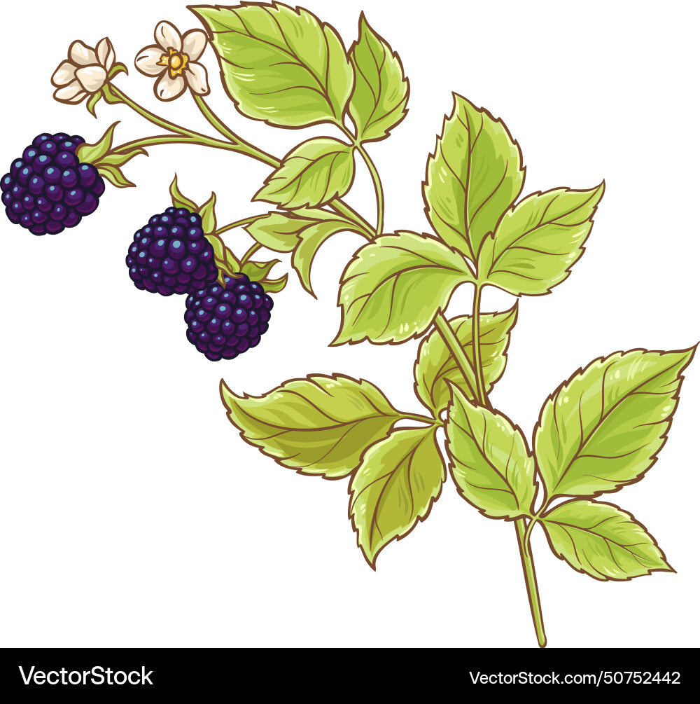 Blackberry branch colored detailed Royalty Free Vector Image