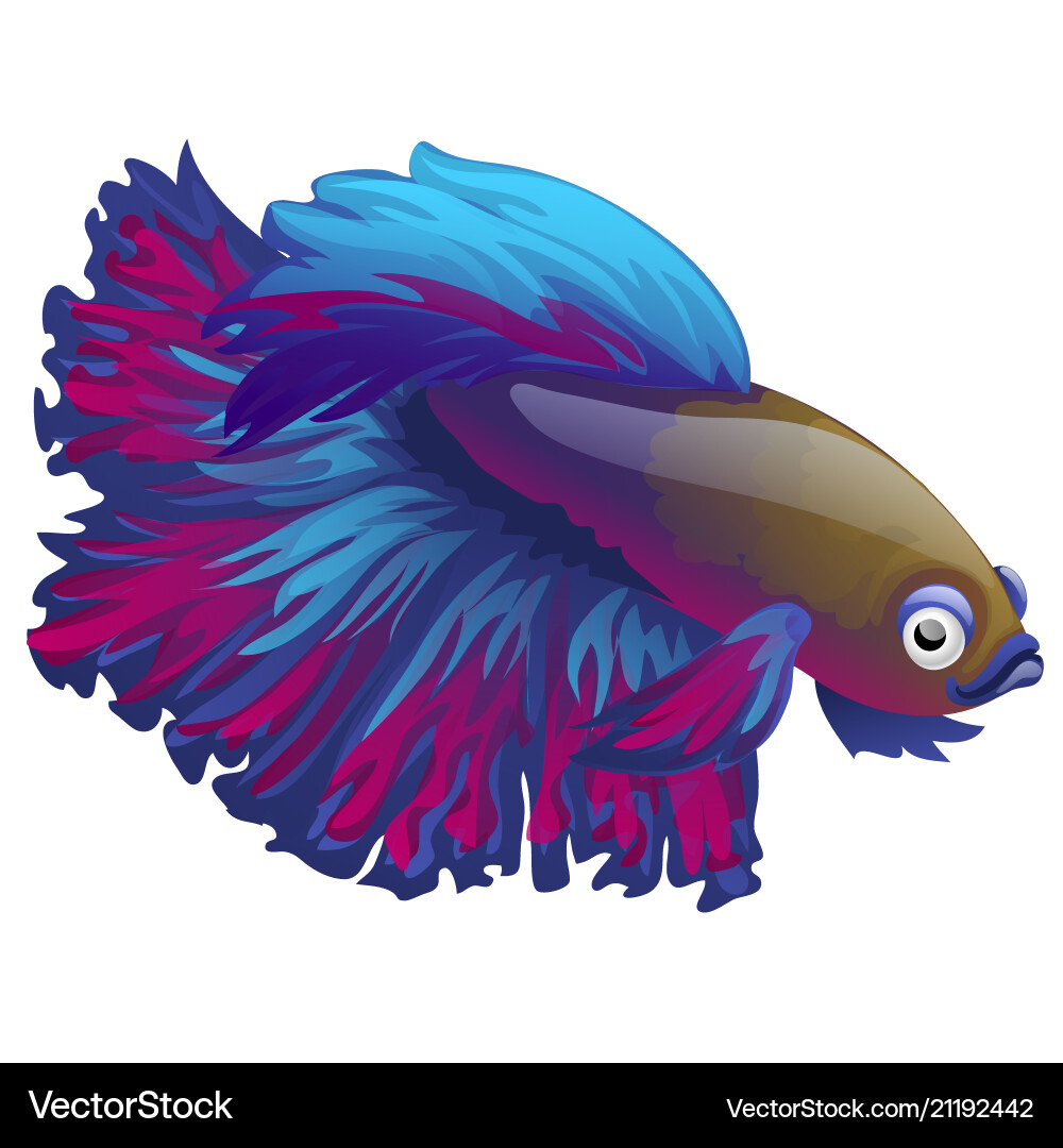 Cartoon blue betta fish siamese fighting Vector Image