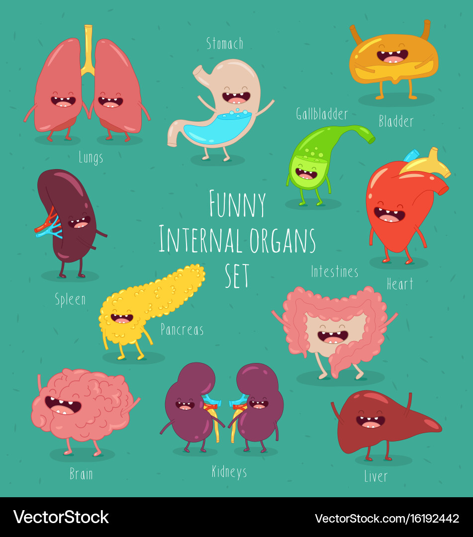 Healthy internal organs funny art Royalty Free Vector Image